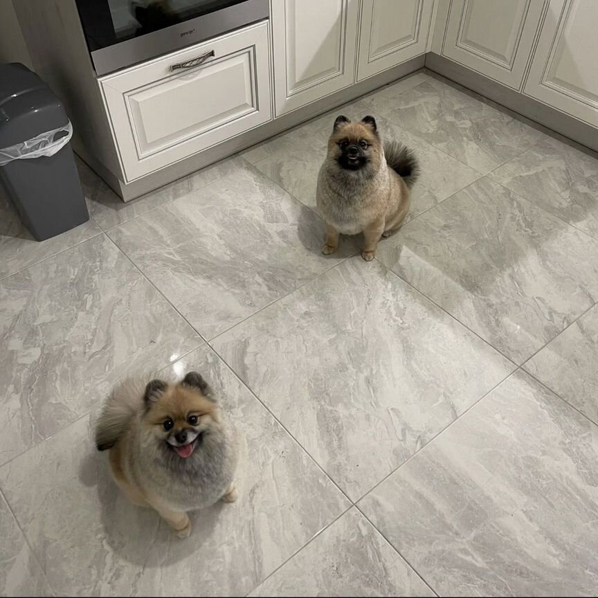 Отдам собак только любящим хозяевам