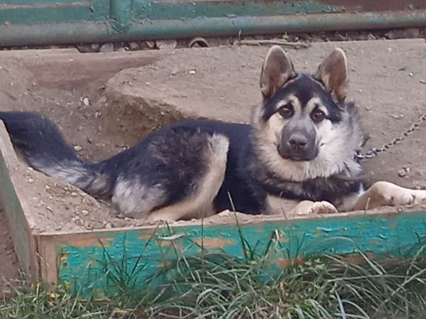 Пёс породистый в добрые руки бесплатно