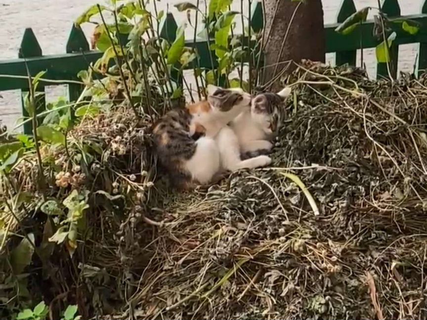 Котятки, брат и сестра, ищут дом