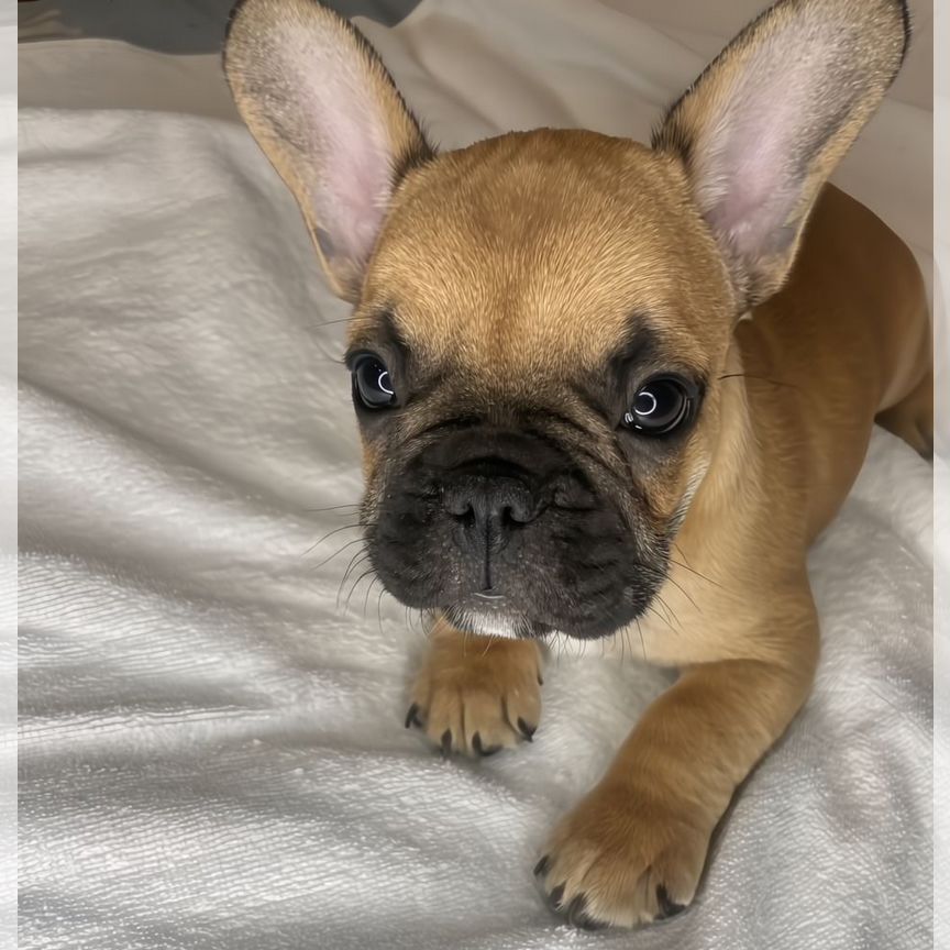 Французский бульдог, щенок