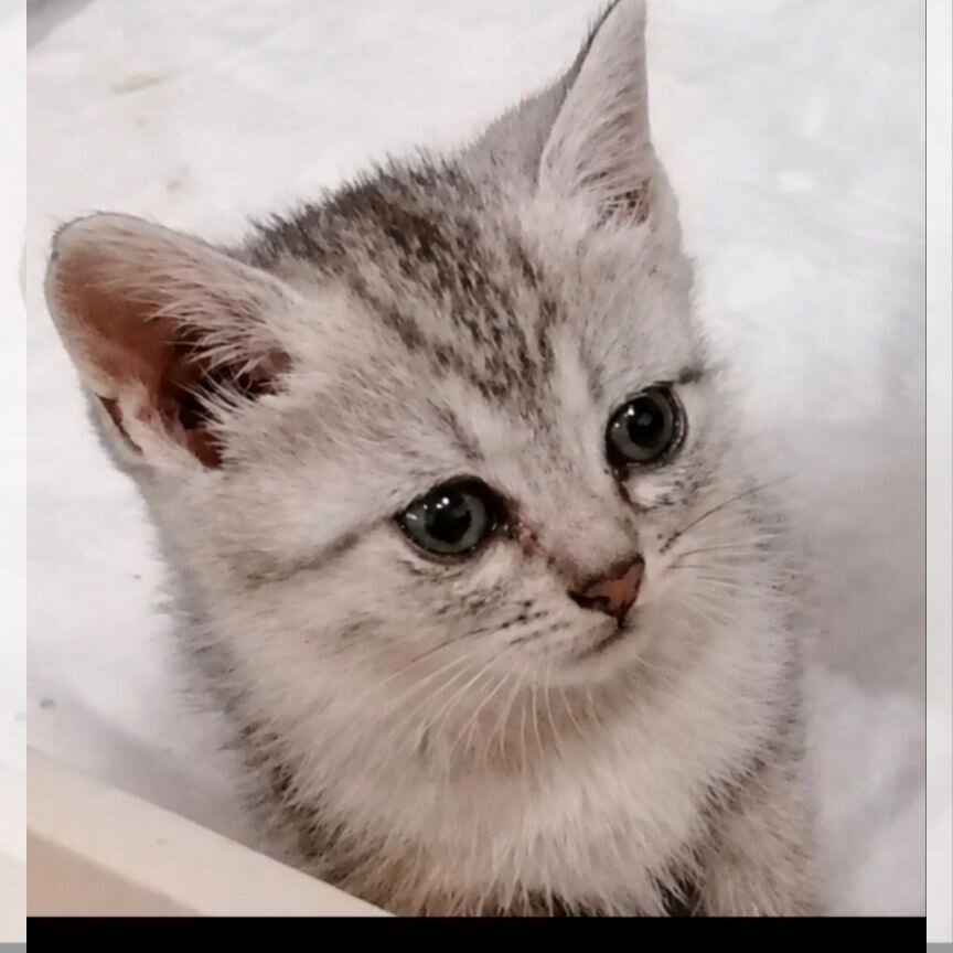 Котёнок в добрые руки