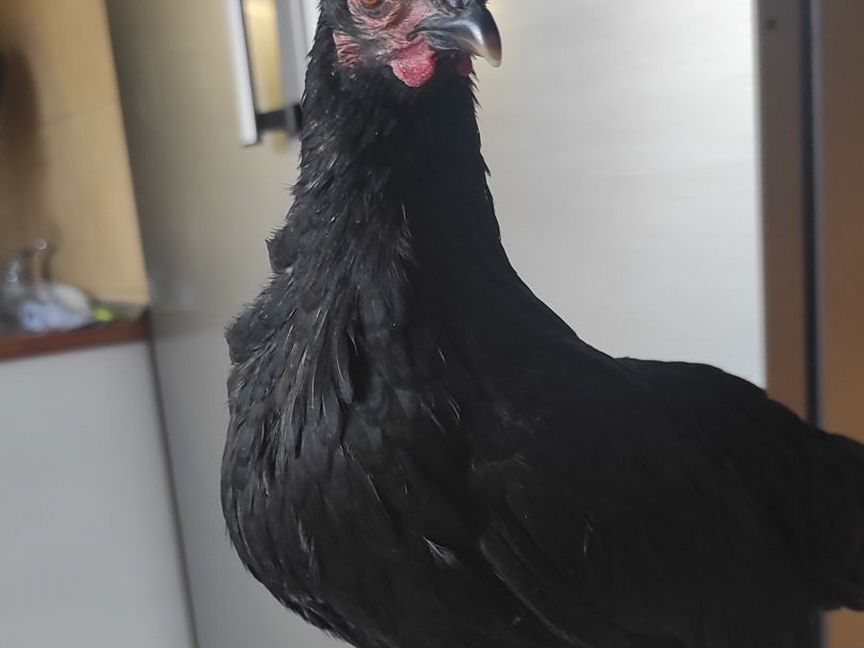 Малазийская серама