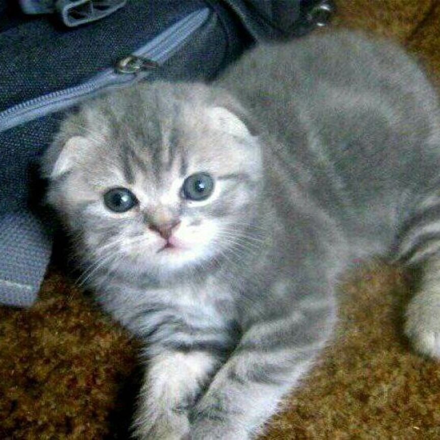 Шотландская- чудо