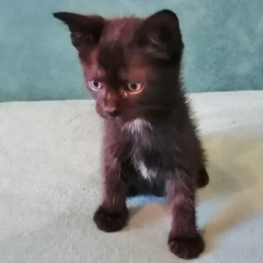 Котята в добрые руки бесплатно