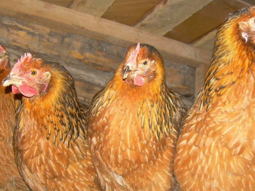 Куры несушки с агрофермы