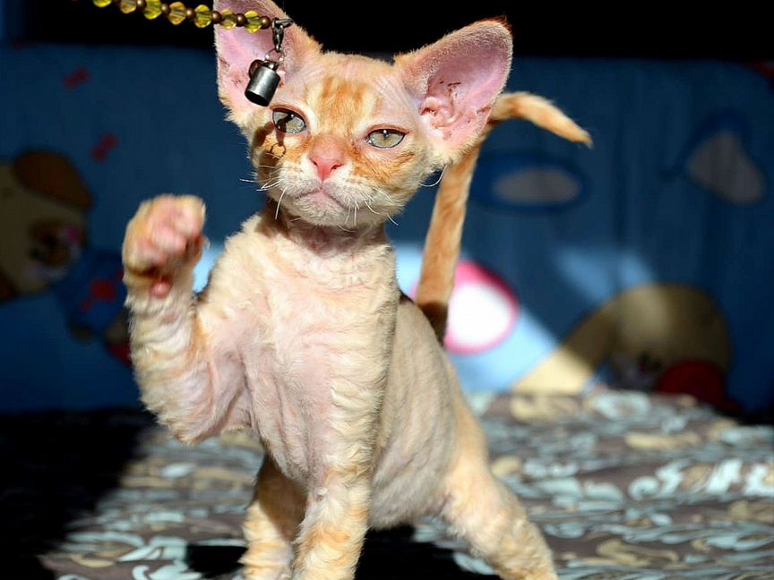 Котята девон-рекс