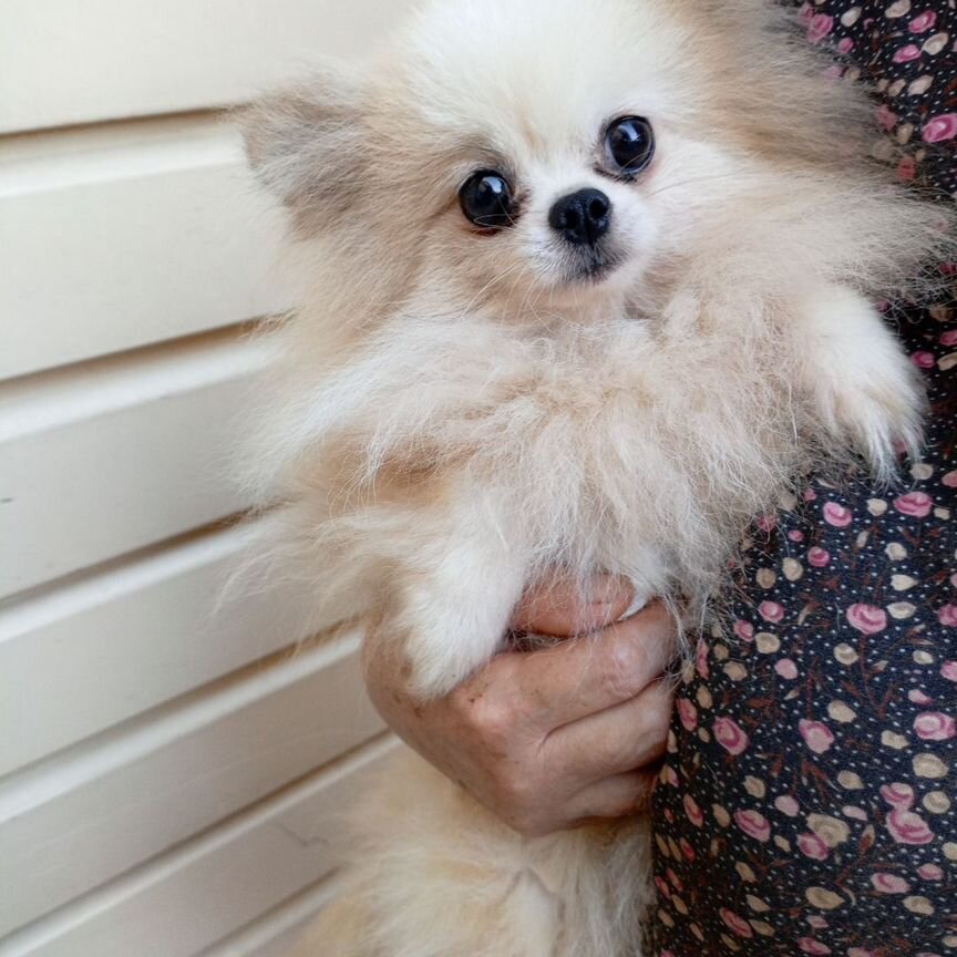 Шпиц девочка мини