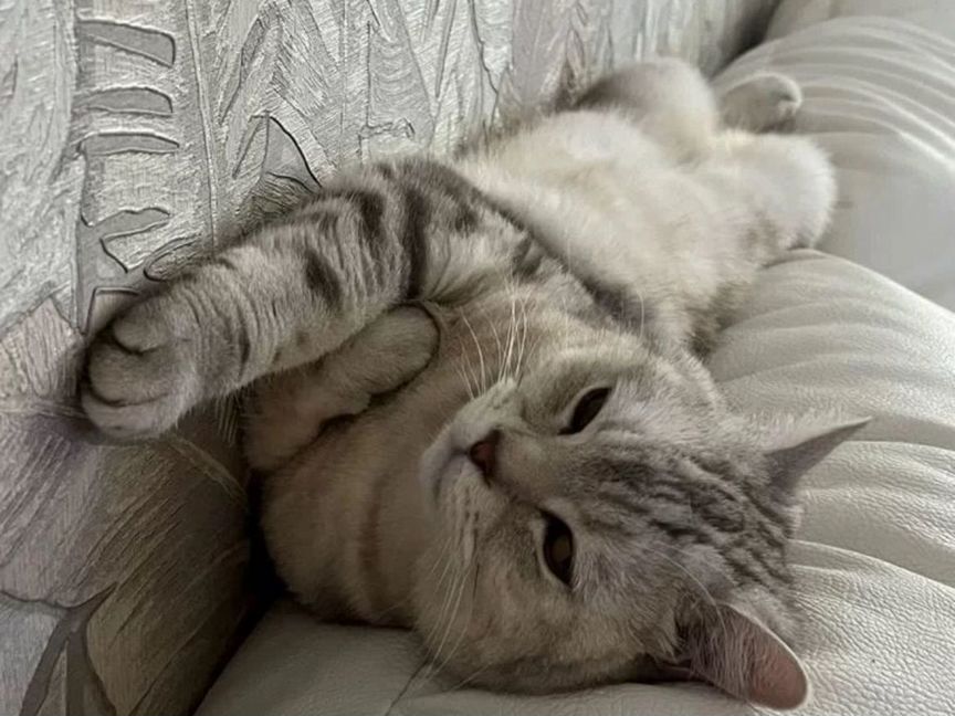 Кот в добрые руки