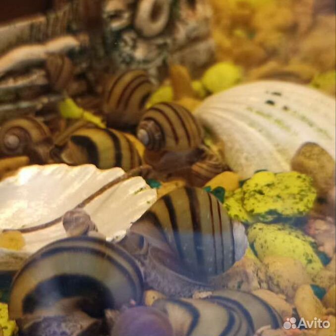 Улитки спикси-эльф