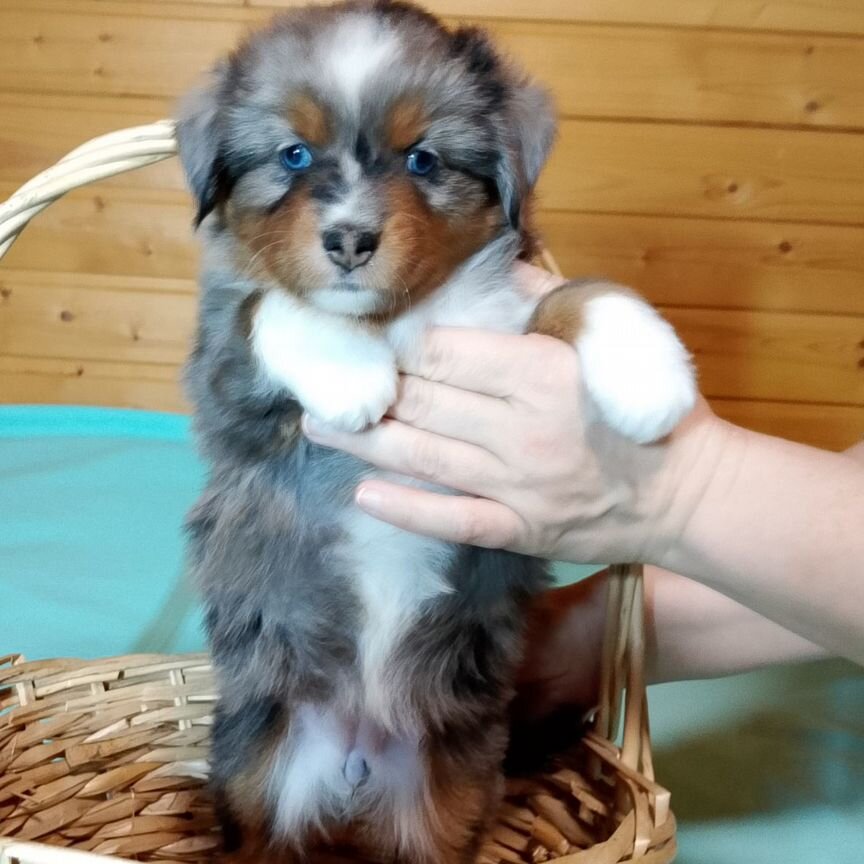 Миниатюрная американская овчарка, щенок