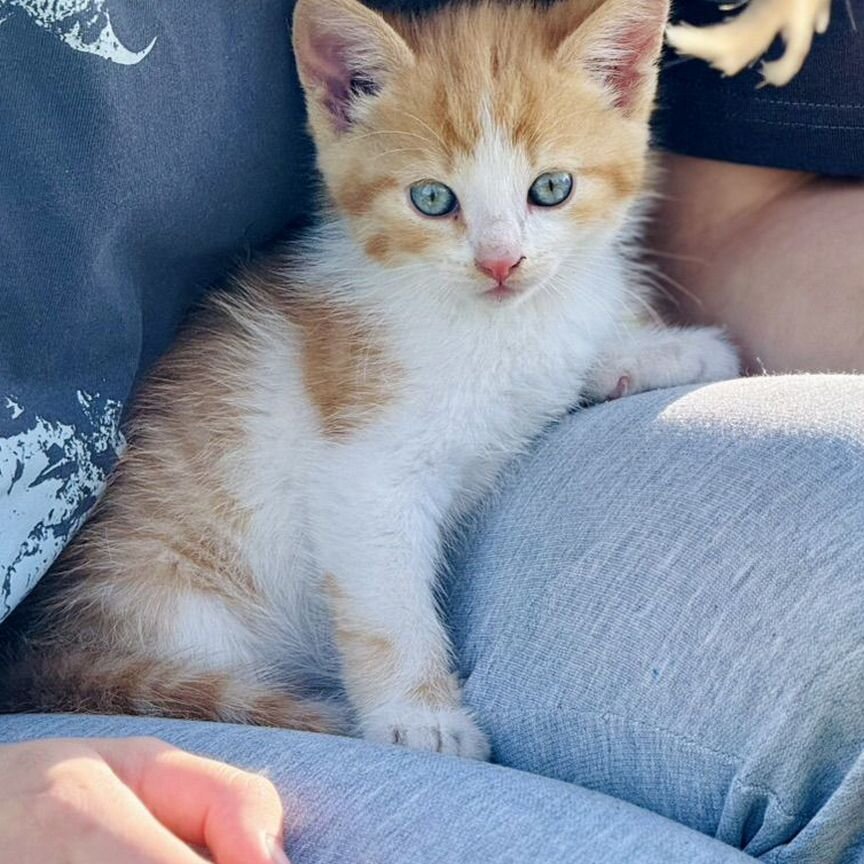 Котята в добрые руки бесплатно