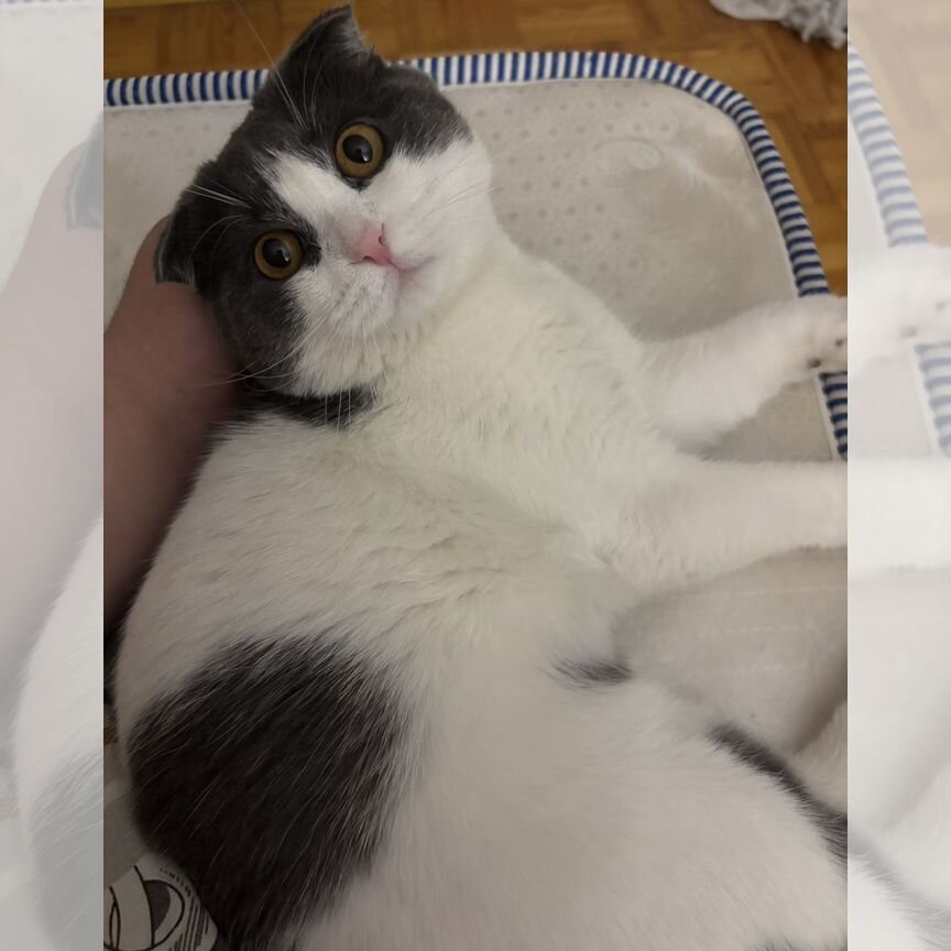Шотландский вислоухий короткошёрстный котёнок