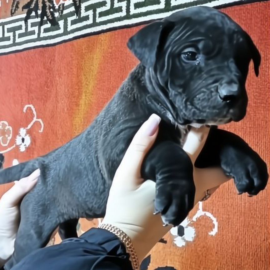 Американский стаффордширский терьер, щенок