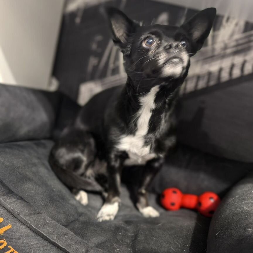 Той-терьер- дворняга