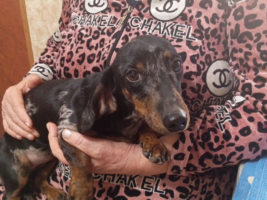 Щенки миниатюрной таксы