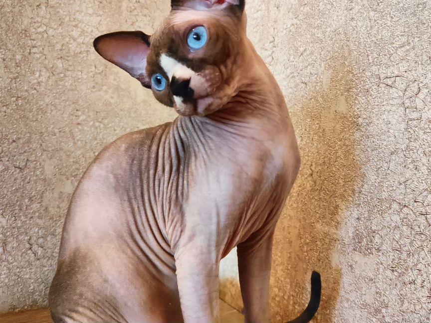 Канадский сфинкс мальчик Jewellery