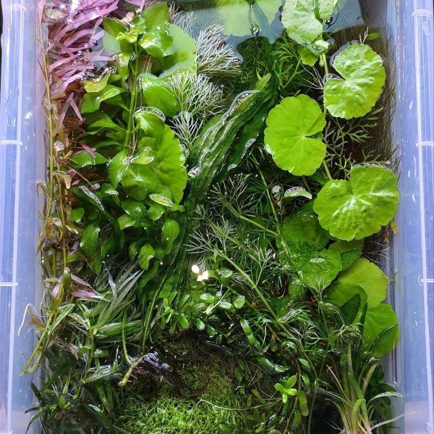 Набор растений для аквариума