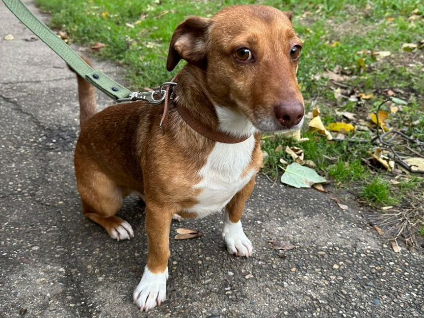 Маленькая собака в добрые руки