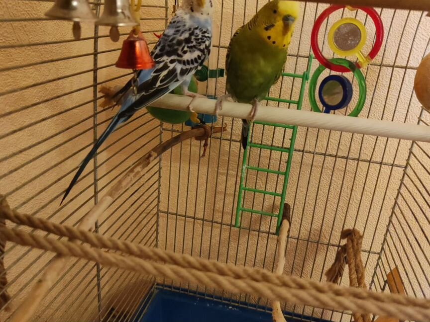 Волнистый попугай с клеткой