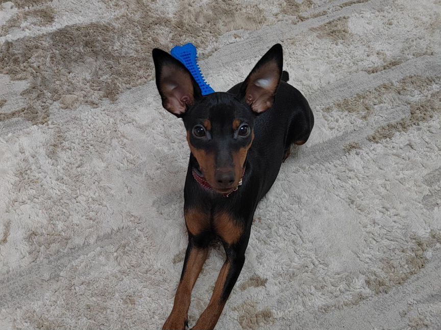 Цвергпинчер