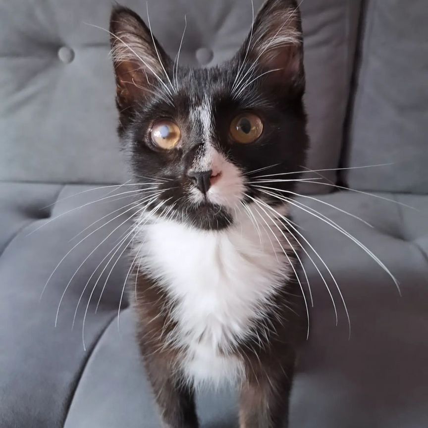 Котенок Пират