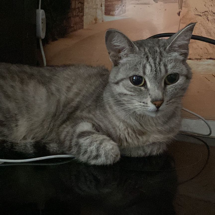 Кошка в добрые руки