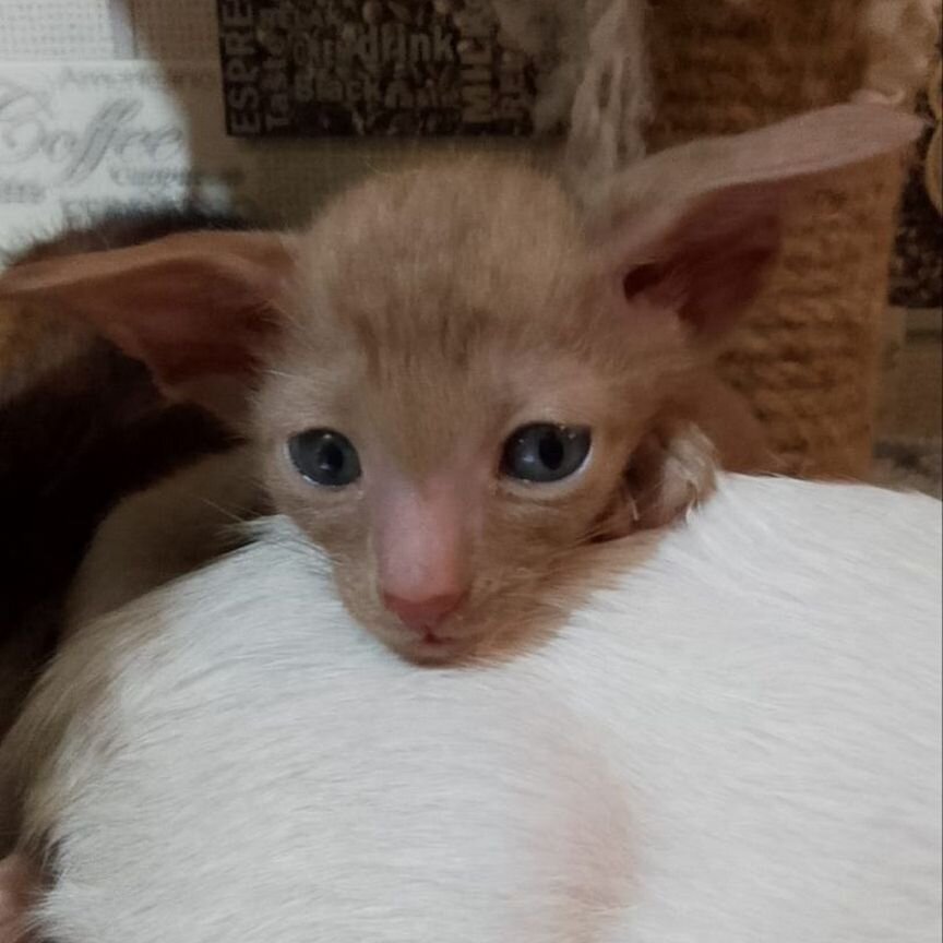 Мальчик, Цинамон