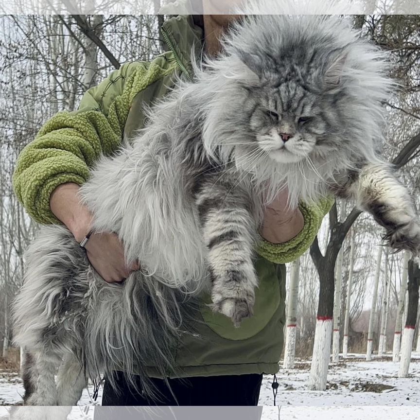 Мейн-кун котёнок