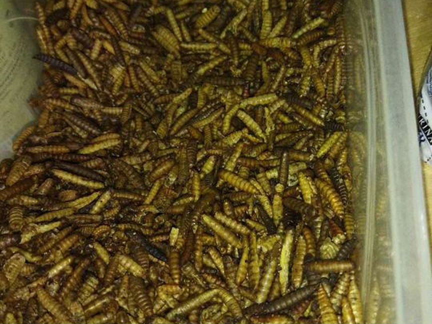 Личинки черной львинки