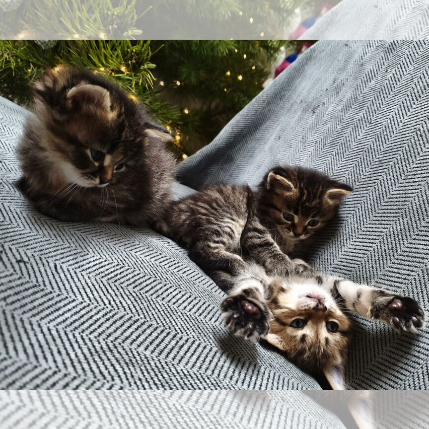 Котёнок от частного владельца