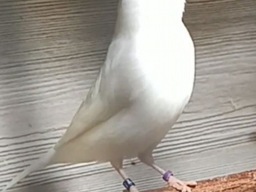 Белая рецессивная(английская) канарейка