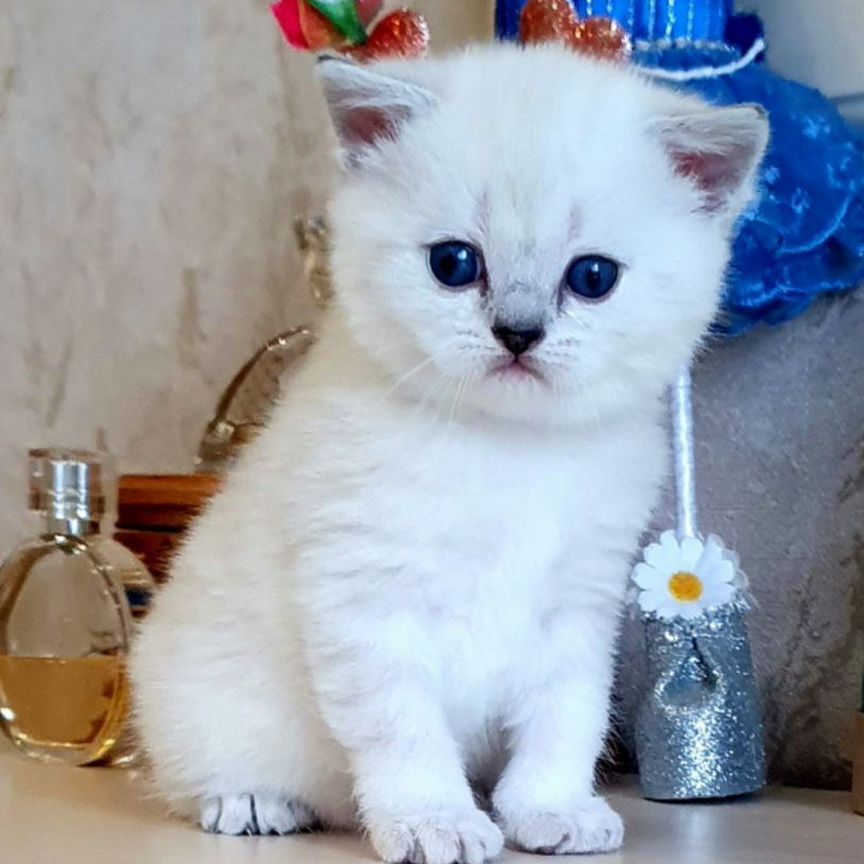 Шотландские котята Scottish straight