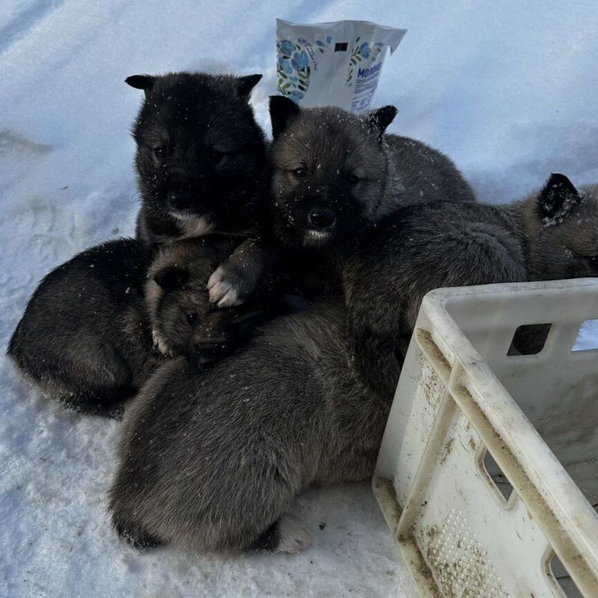 Лайка, щенок