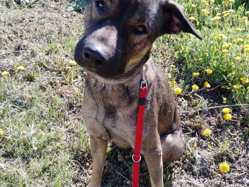 Собака в добрые руки