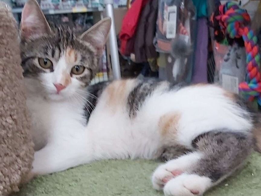 Котенок девочка ищет дом
