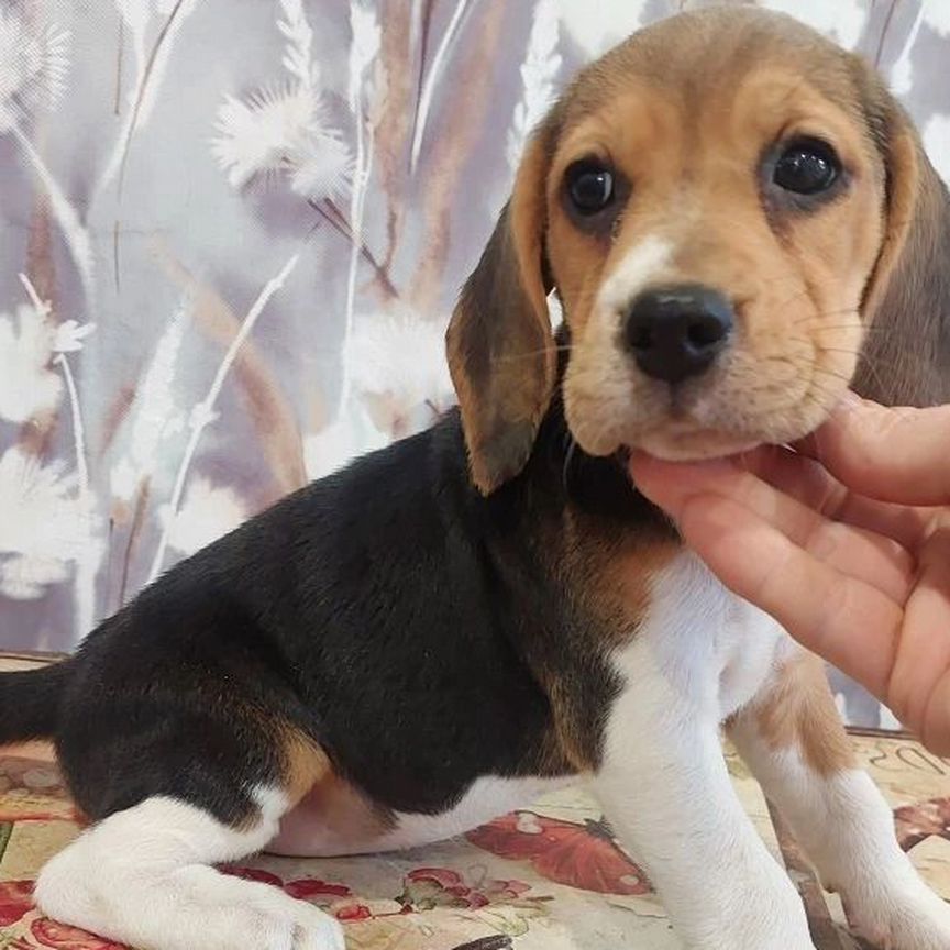 Бигль, щенок