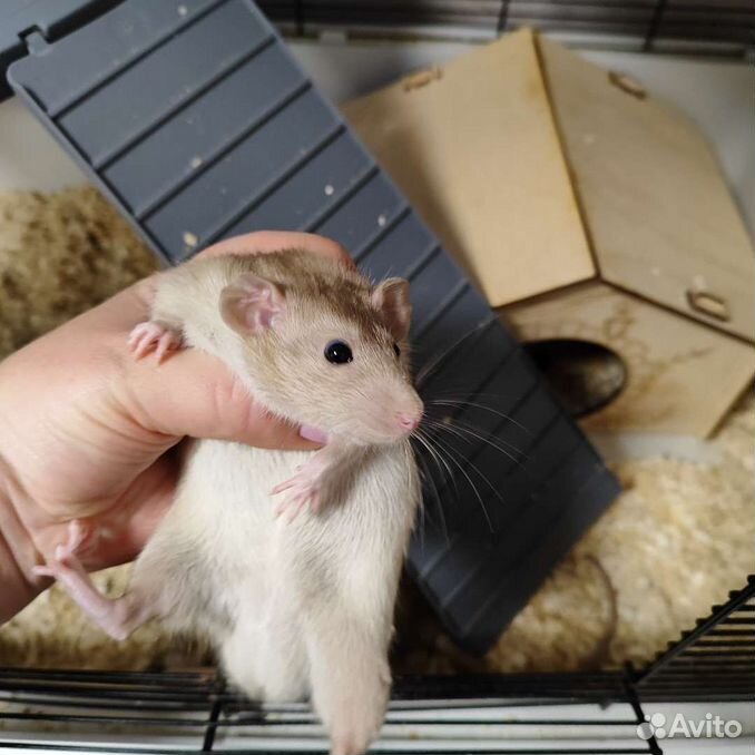 Декоративные крысята