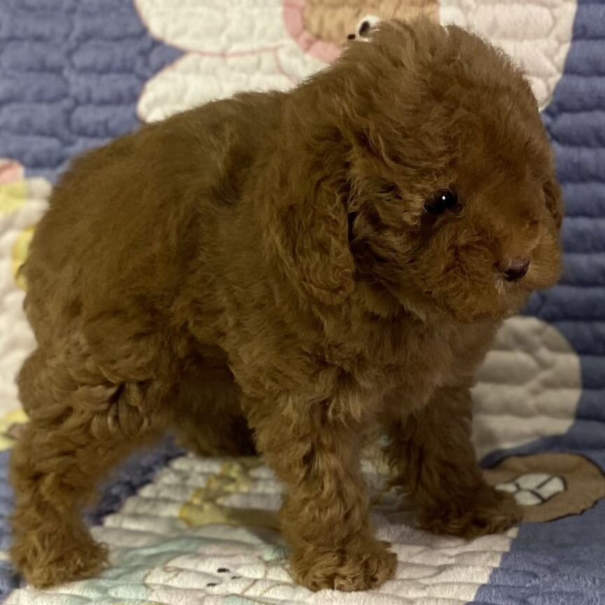 Той-пудель, щенок