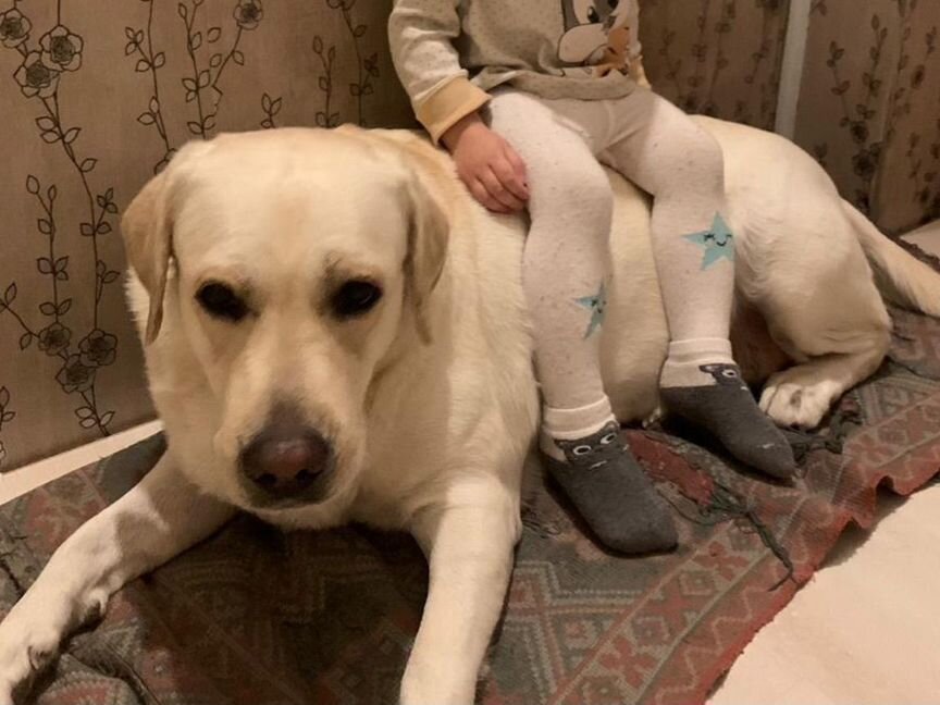 Лабрадор девочка бесплатно