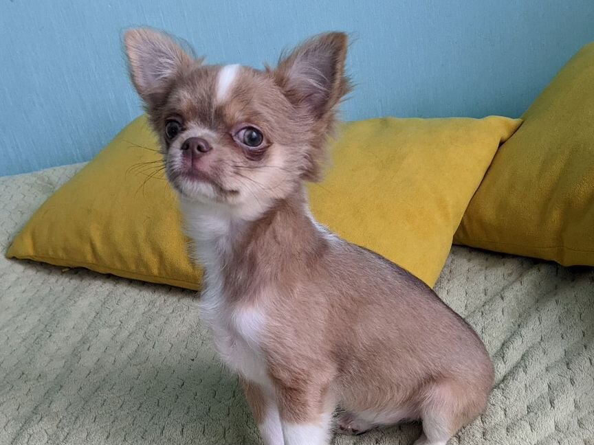 Девочка чихуахуа