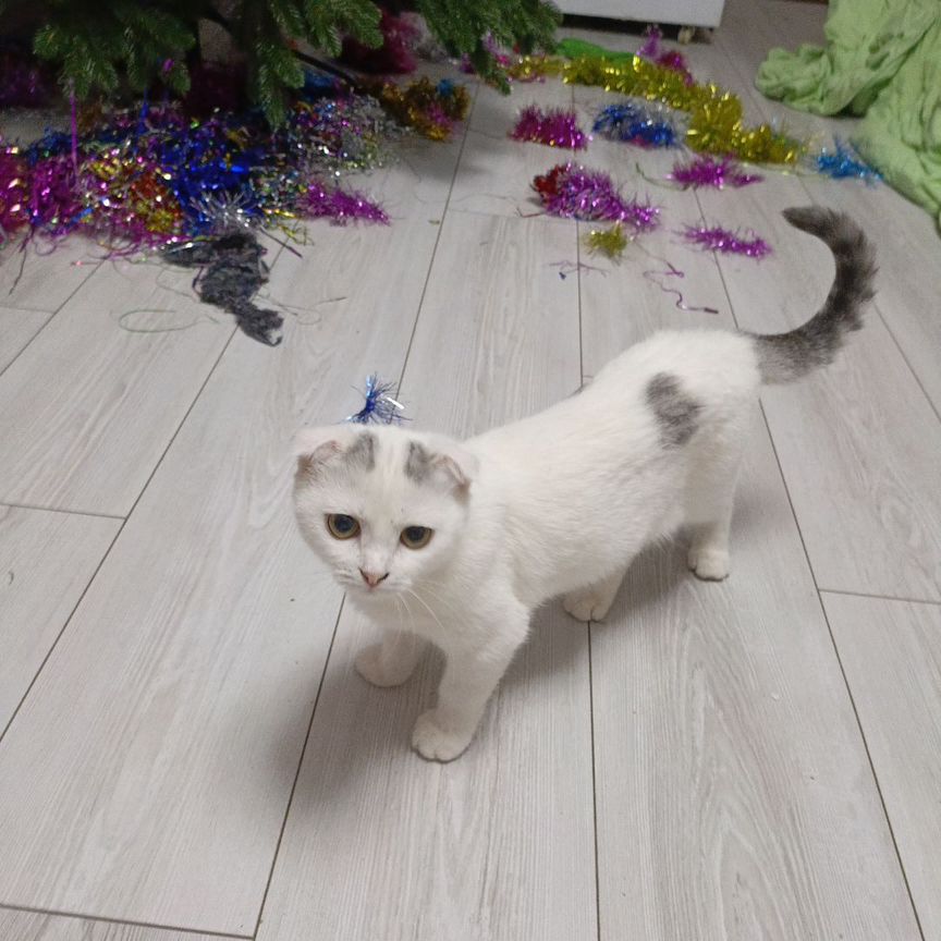 Котенок