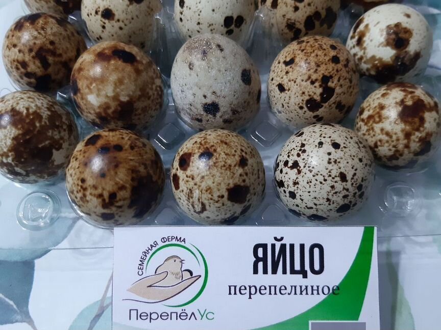 Яйца перепелиные, мясо, живая птица, клетки