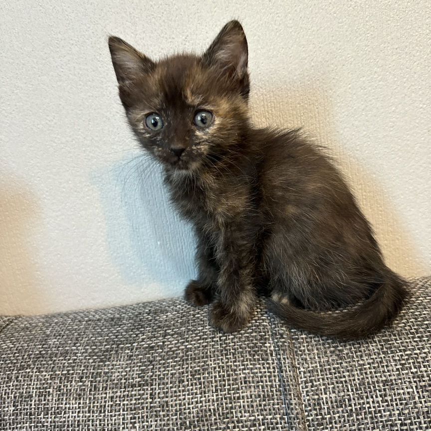 Две кошечки. 1 месяц