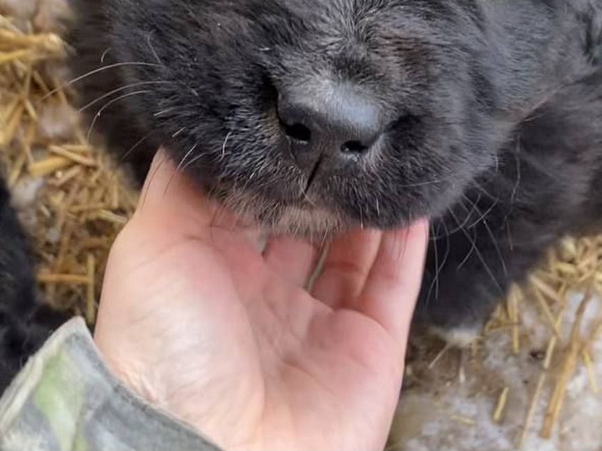 Тибетский мастиф щенки