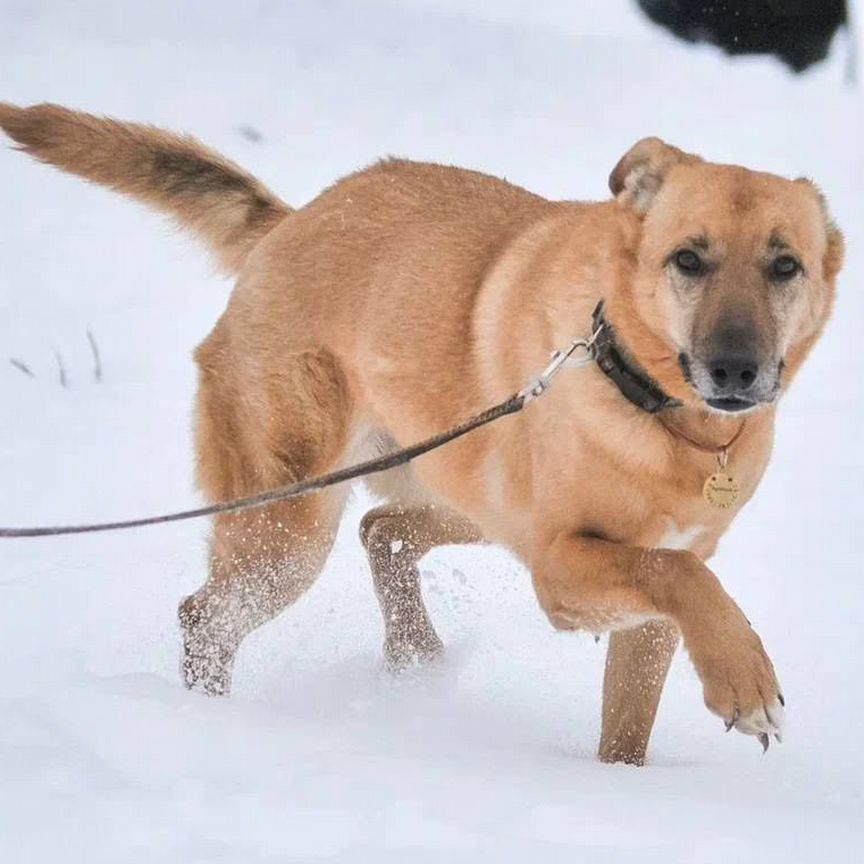 Взрослая собака в добрые руки