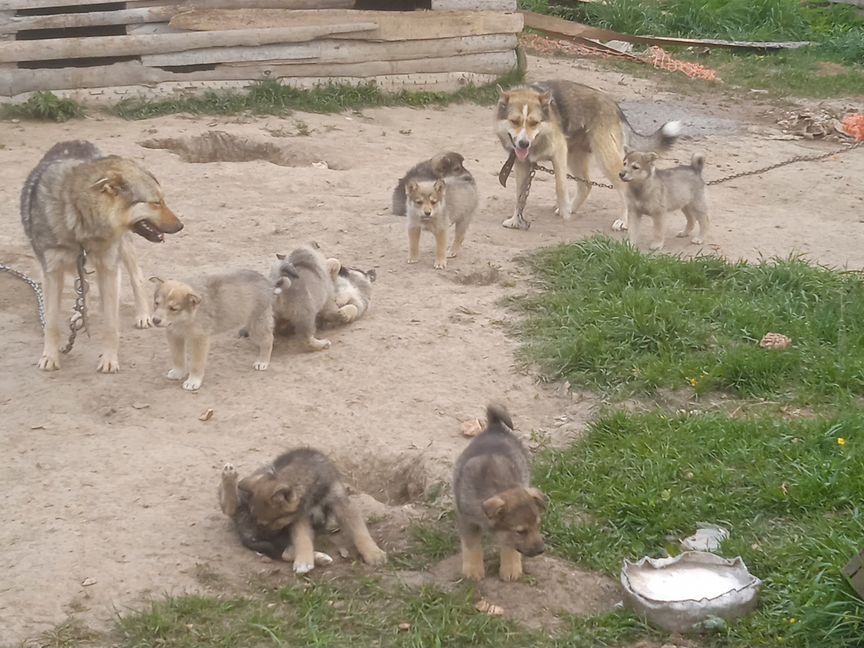 Щенки от волков и волкособов