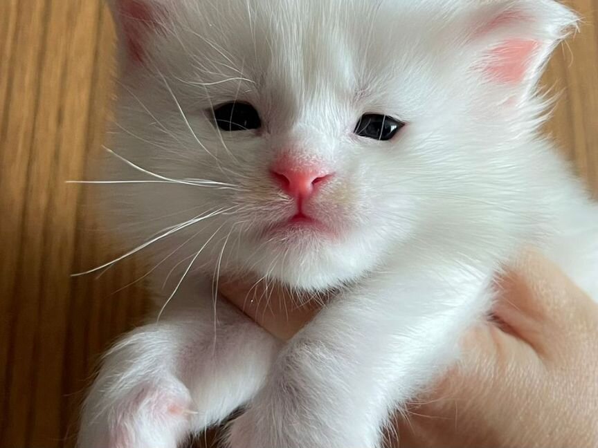 Котята мейн-кун питомник