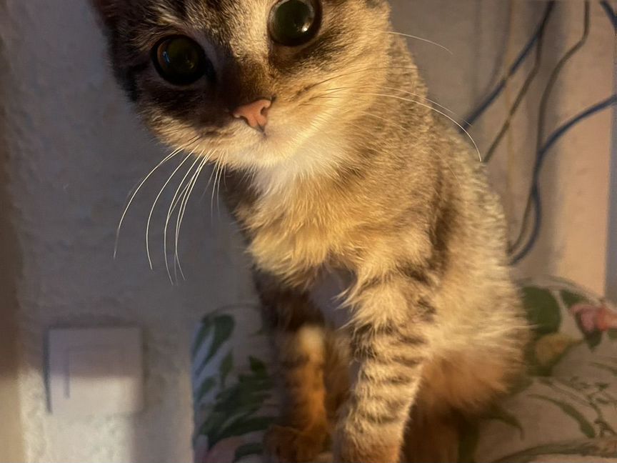 Котенок Ласковый Мурлыка в добрые руки