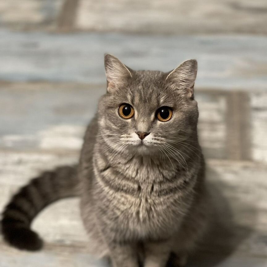 Кошка в добрые руки