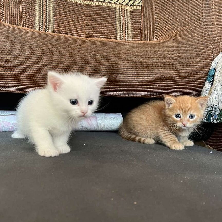 Котята мальчики